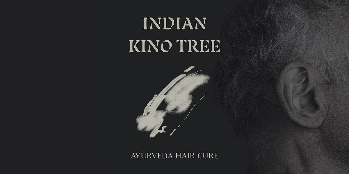 Indian Kino Tree – Organics Buddy